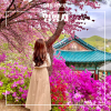 세종 겹벚꽃 명소 영평사 꽃구경 데이트 코스 추천 네이버 블로그